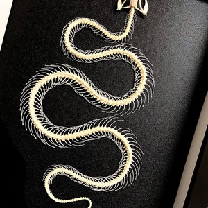 Snake Skeleton (white Lipped Viper) Real Specimen Framed. - Etsy UK
