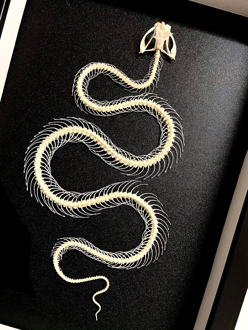 Snake Skeleton white Lipped Viper Real Specimen Framed. - Etsy UK