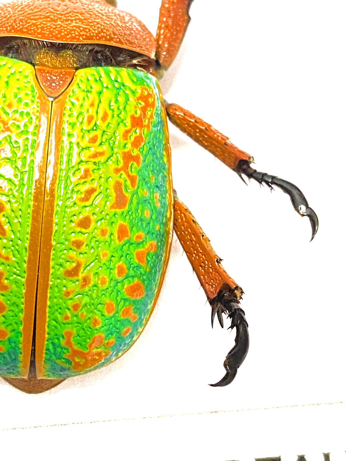 Green Scarab Beetle (chrysina Victoriana) Real Specimen Only ...