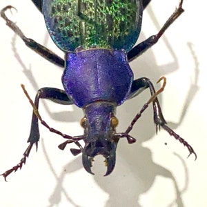 Carabus Elysii. Chinese Ground Beetle. Real Insect Specimen ...