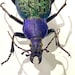 Carabus Elysii. Chinese Ground Beetle. Real Insect Specimen ...