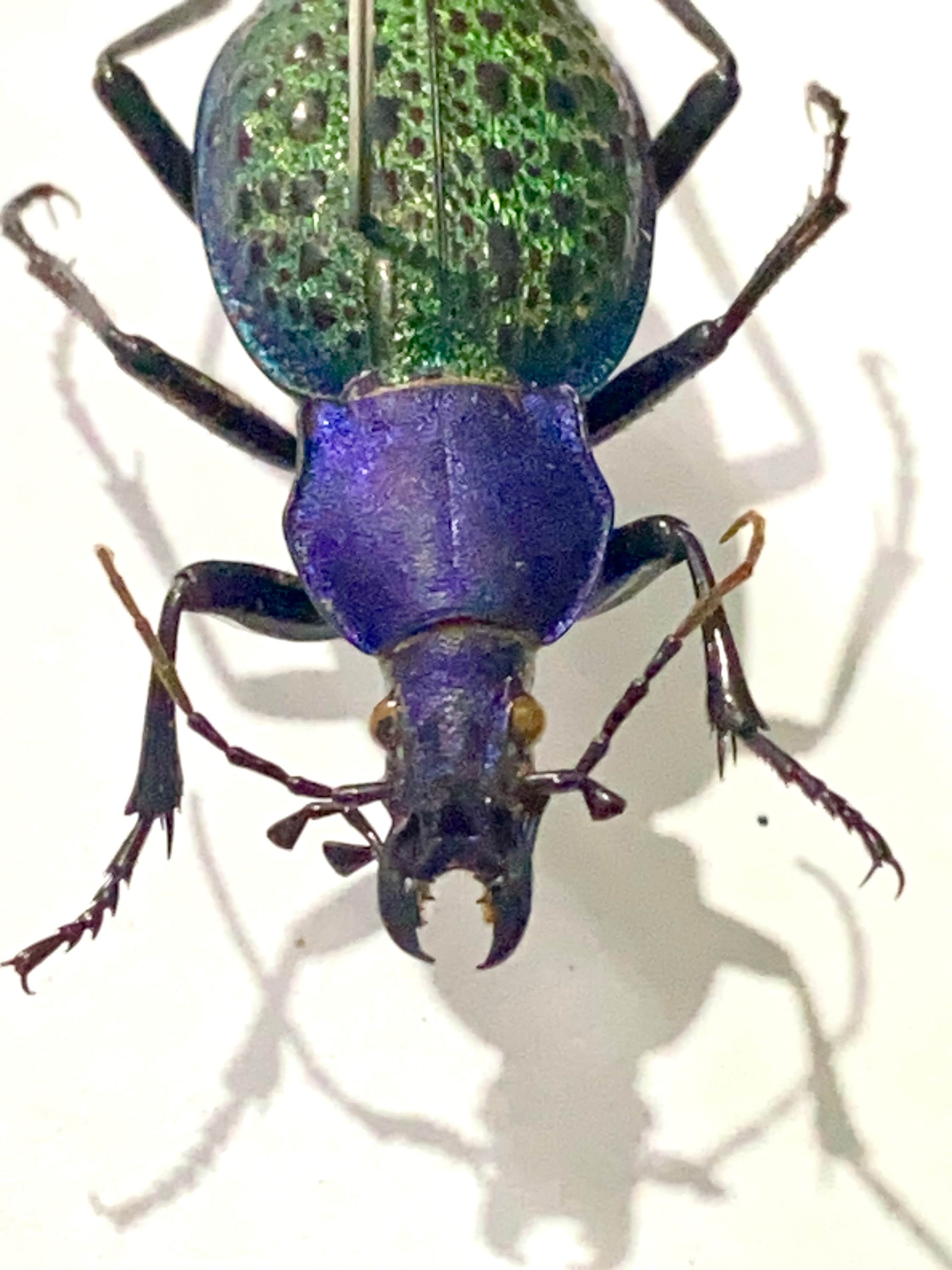 Carabus Elysii. Chinese Ground Beetle. Real Insect Specimen ...