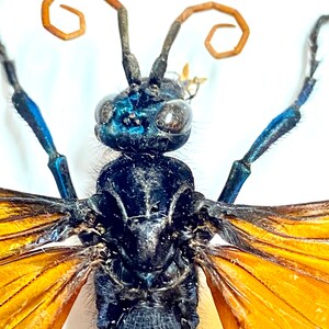 Tarantula Hawk Wasp.(pepsis Sp) Real Insect. Wasp. Hornet. Pepsis ...