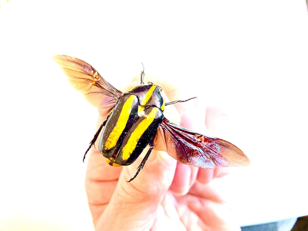 Tiger Beetle (clerota Rigifica) Real Insect.insect Frame. Taxidermy ...