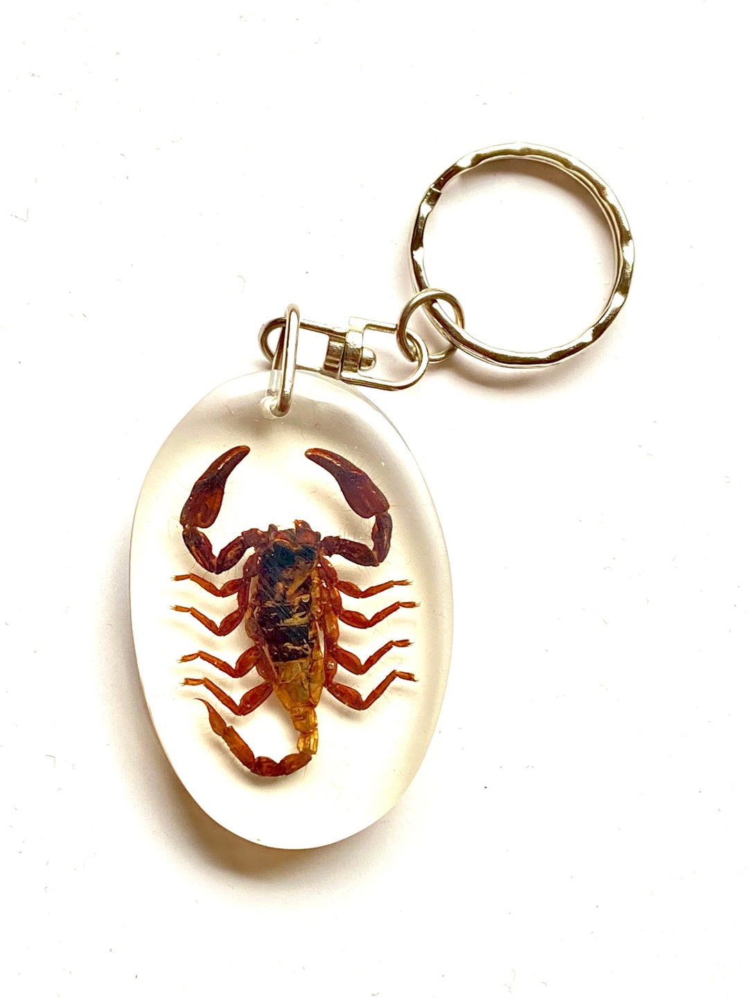 Scorpion Key Ring. Real Insect. Scorpio. Key Fob. Lucite. Spider. Goth ...