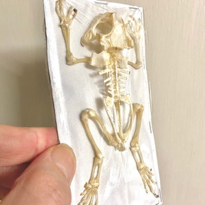 Toad Skeleton Real. (duttaphrynus Melanosticus) Skeleton Toad ...