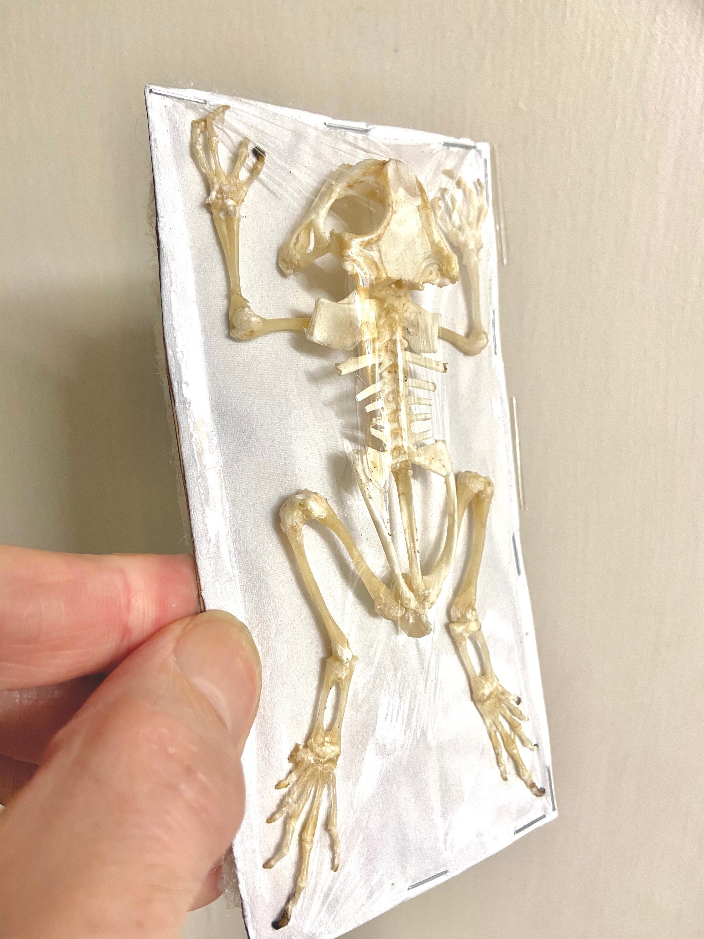 Toad Skeleton Real. (duttaphrynus Melanosticus) Skeleton Toad ...