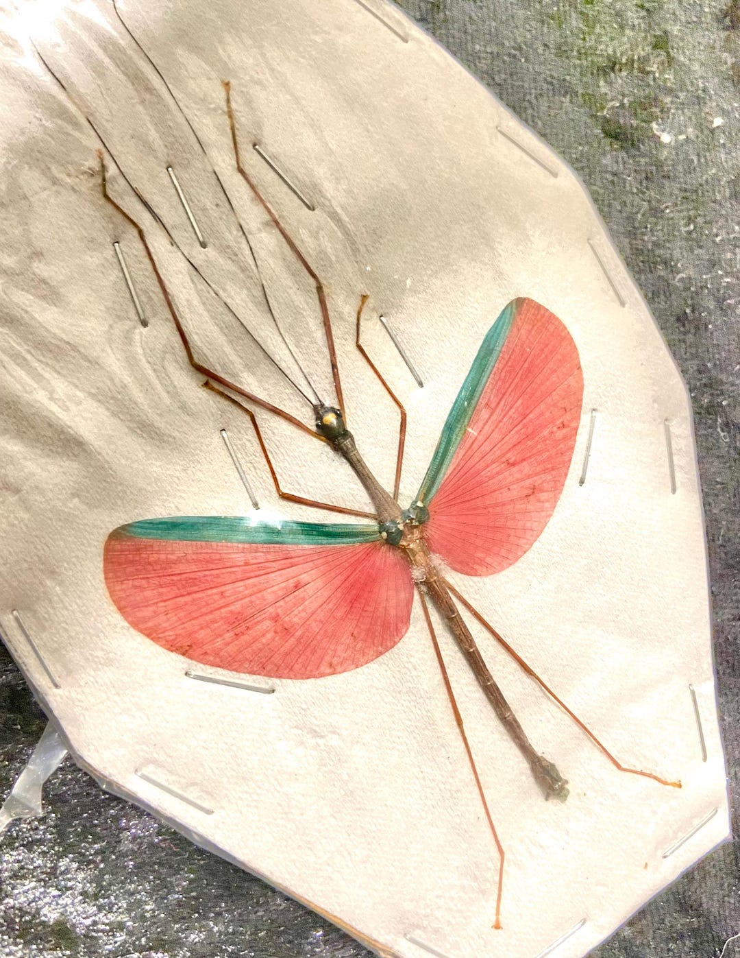 Pink Stick Insect (marmessoidea Rosea) Real Specimen Insect Framed ...