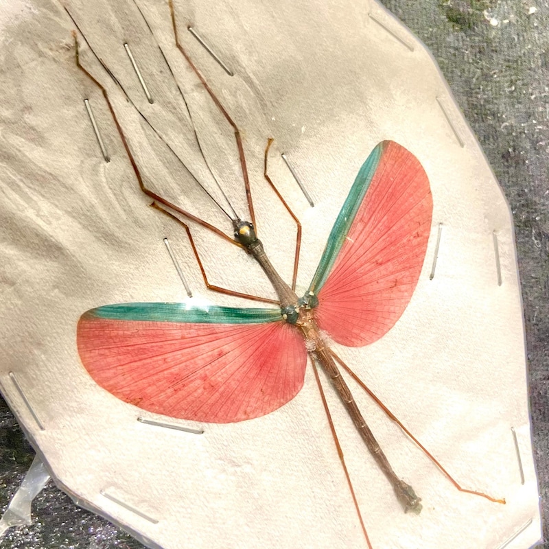 Framed Insects - Etsy