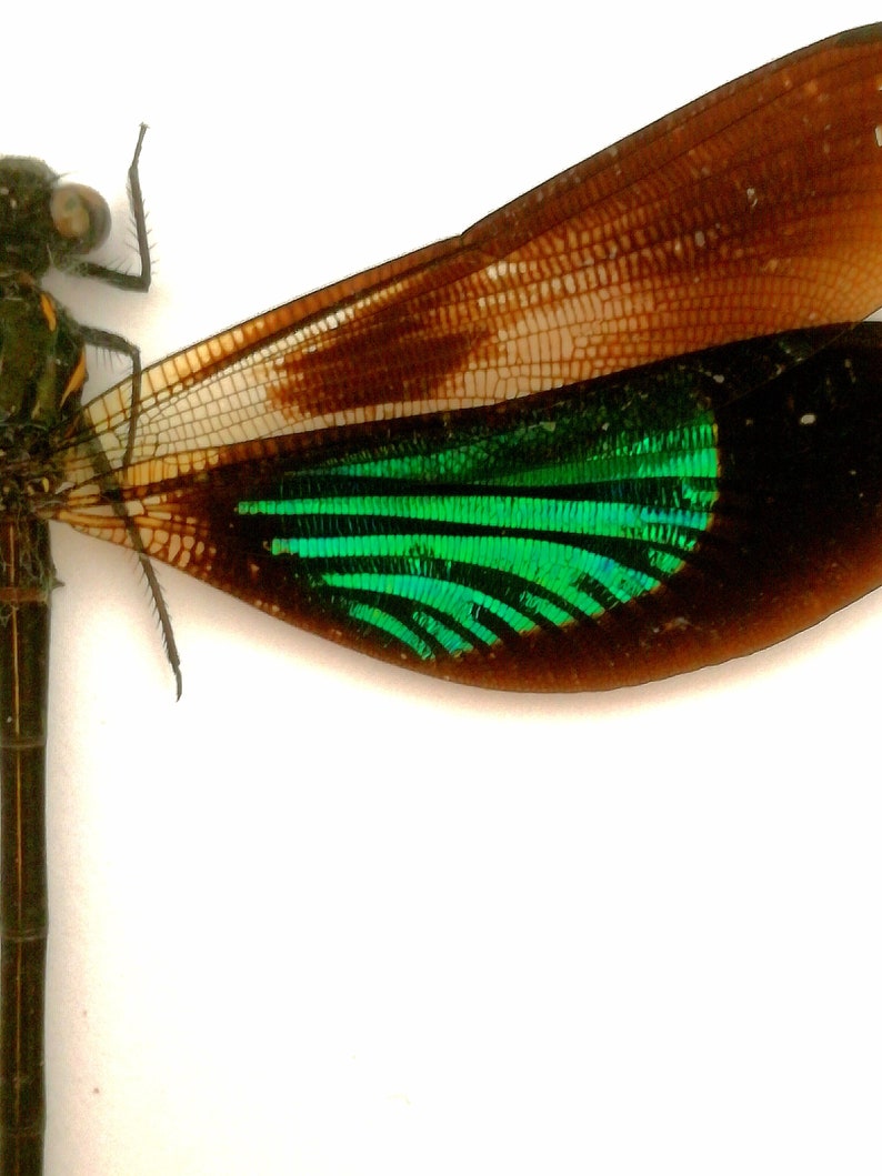 Damselfly-dragonfly Male (euphaea Variegata) - Etsy Hong Kong