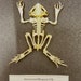 Toad Skeleton Real. (duttaphrynus Melanosticus) Skeleton Toad ...