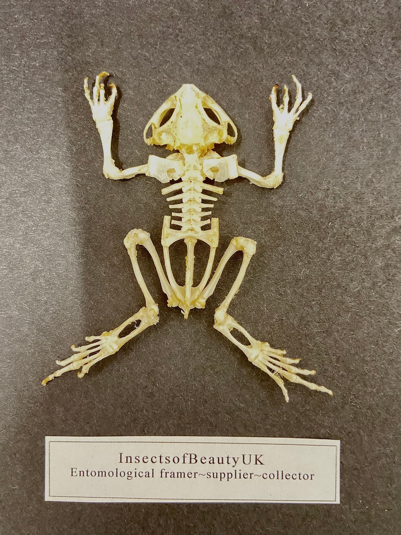 Toad Skeleton Real. (duttaphrynus Melanosticus) Skeleton Toad ...