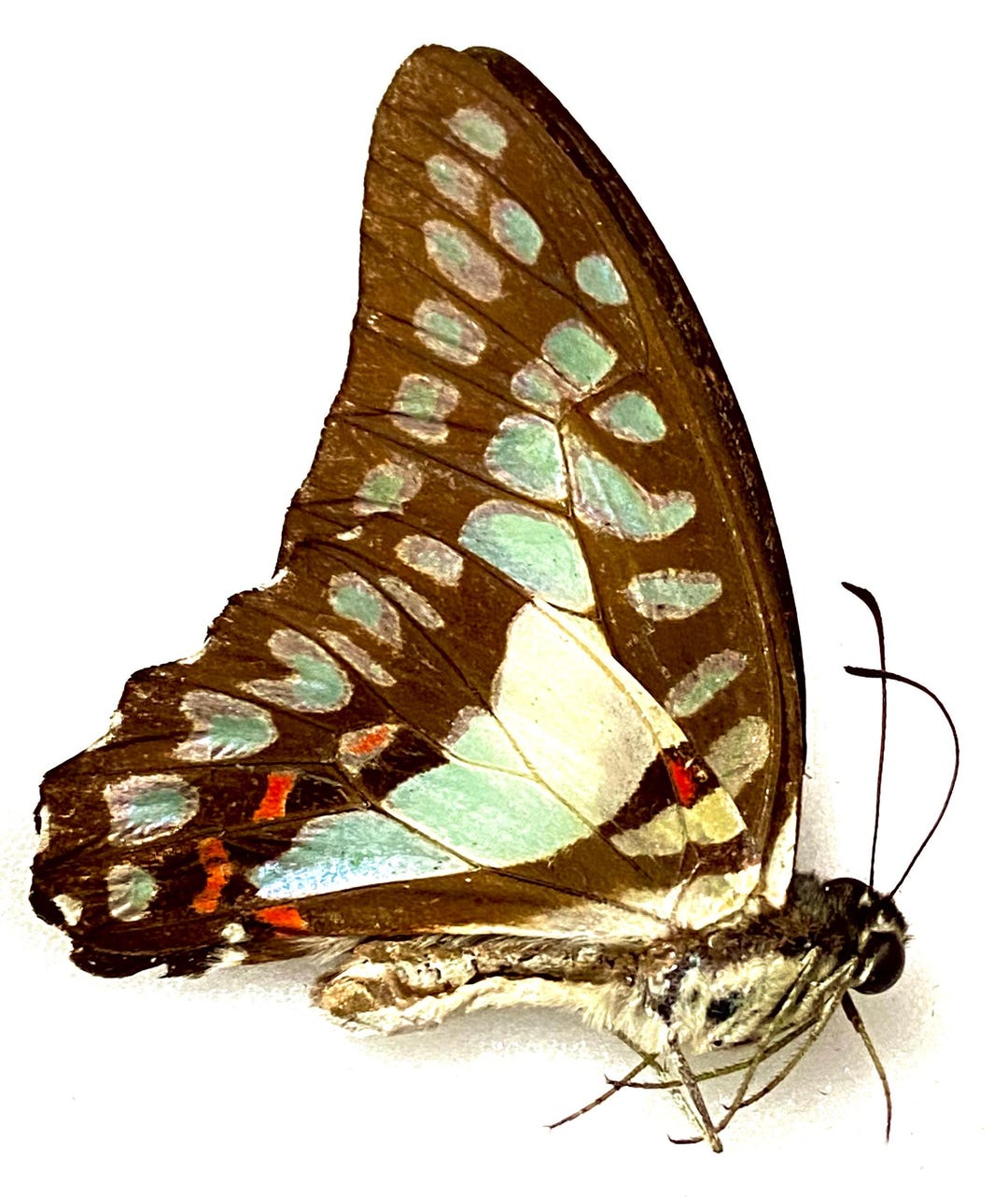 Graphium Doson. Common Jay Butterfly.swallowtail. Real Butterfly ...