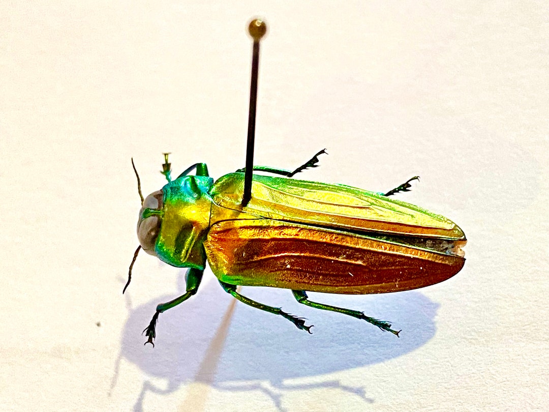 Rainbow Jewel Beetle. Belionata Sumptuosa. Buprestidae. Scarab. Insect ...