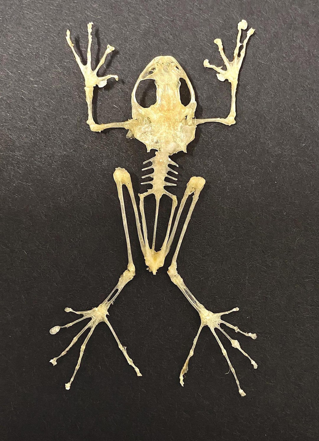Frog Skeleton (flying Frog) Real Unframed Specimen.rhacophorus ...