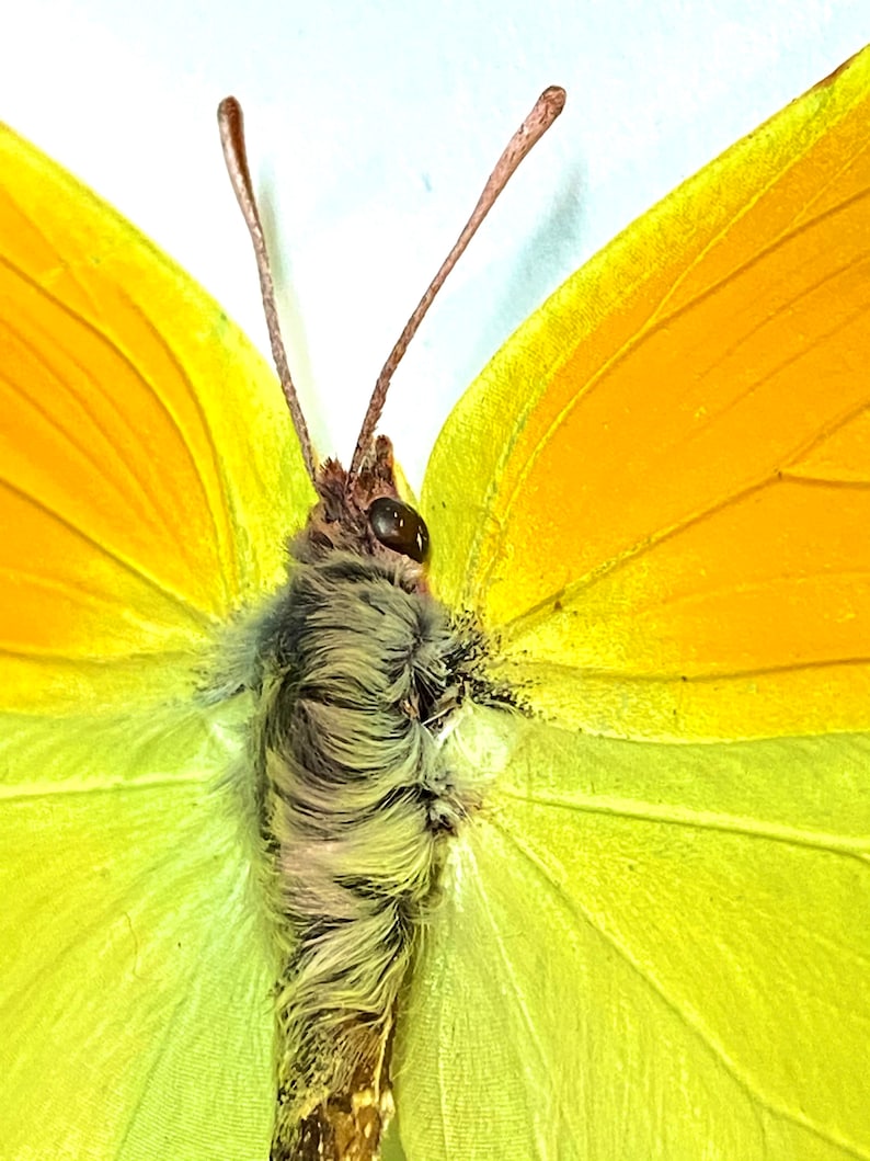 Cleopatra (gonepteryx Cleopatra) Real Insect, Entomology. Butterfly ...