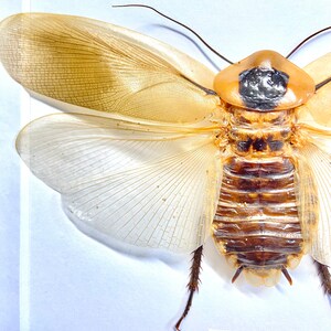 Giant Cave Cockroach( Blaberus Giganteus) Real Specimen Framed. - Etsy