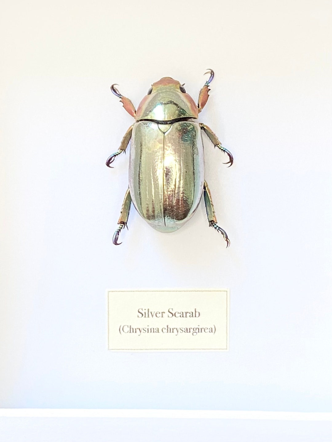 Silver Scarab chrysina Chrysargirea Specimen Only. Plusiotis. Scarab ...