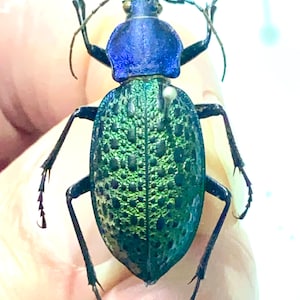 Carabus Elysii. Chinese Ground Beetle. Real Insect Specimen ...