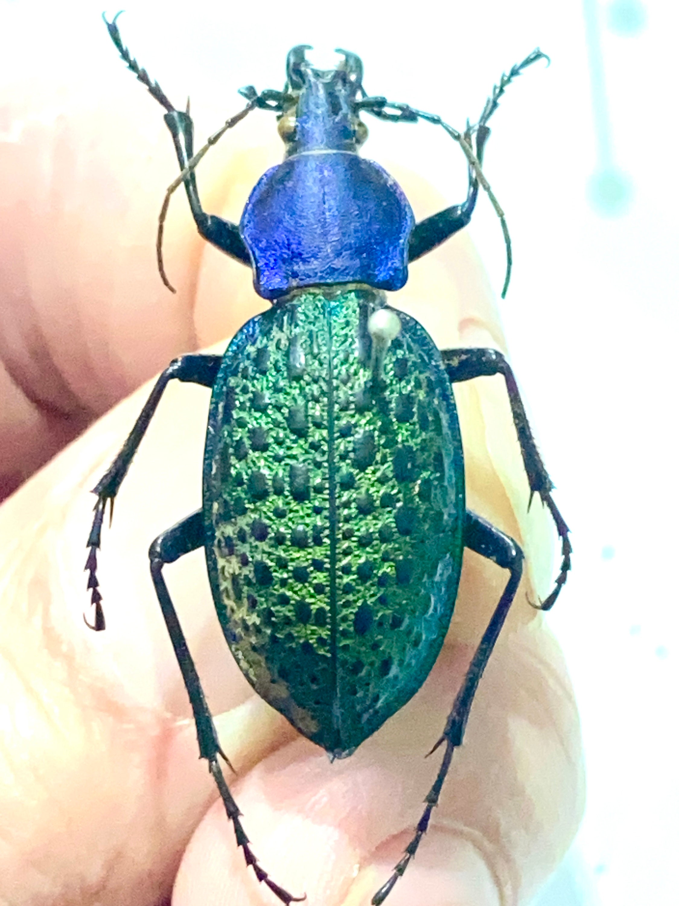 Carabus Elysii. Chinese Ground Beetle. Real Insect Specimen ...
