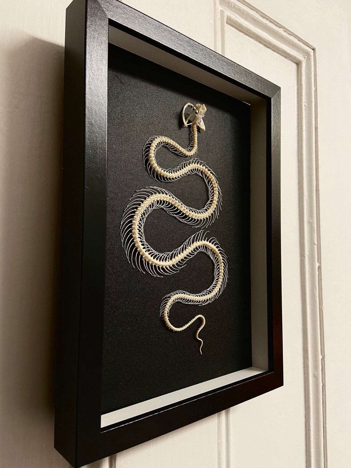 Snake Skeleton white Lipped Viper Real Specimen Framed. | Etsy UK