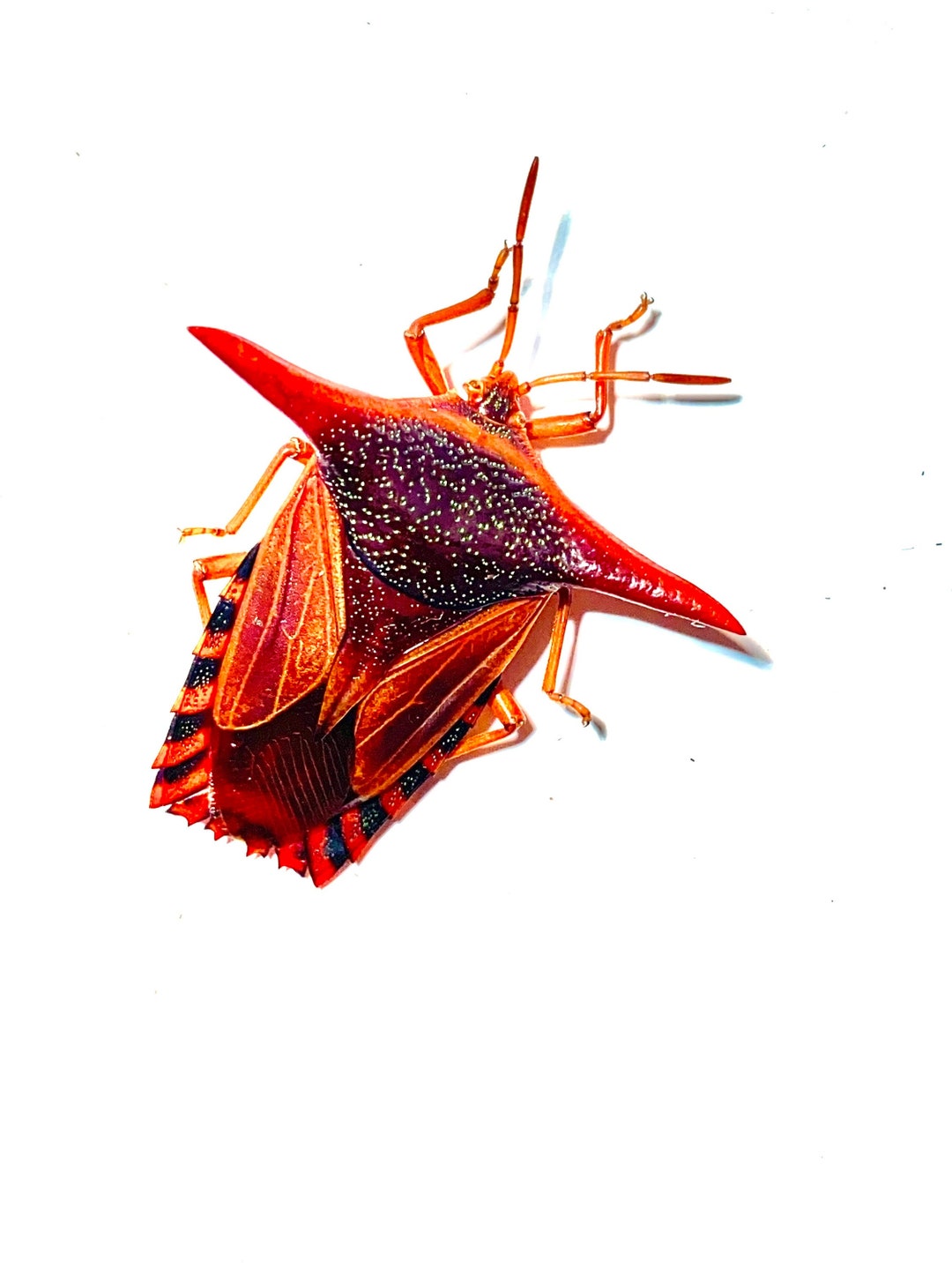 Horned Shield Bug pygoplatys Lancifer Real Insect. Insect Specimen ...