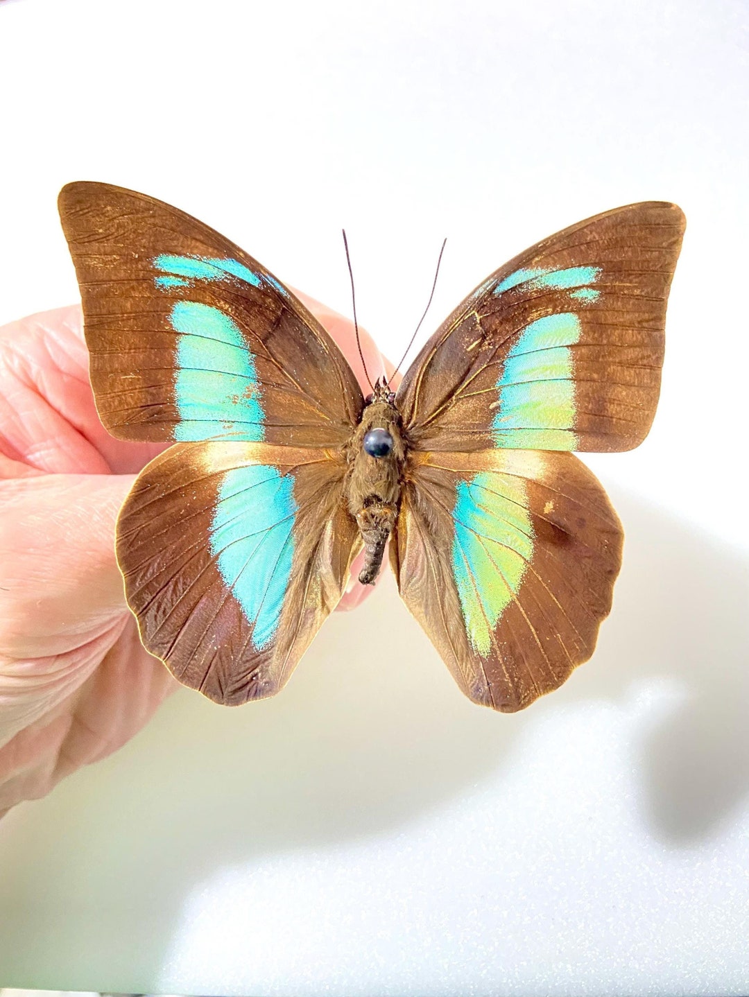 Prepona Amphimachus.butterfly.insect Specimen. Insect Taxidermy ...