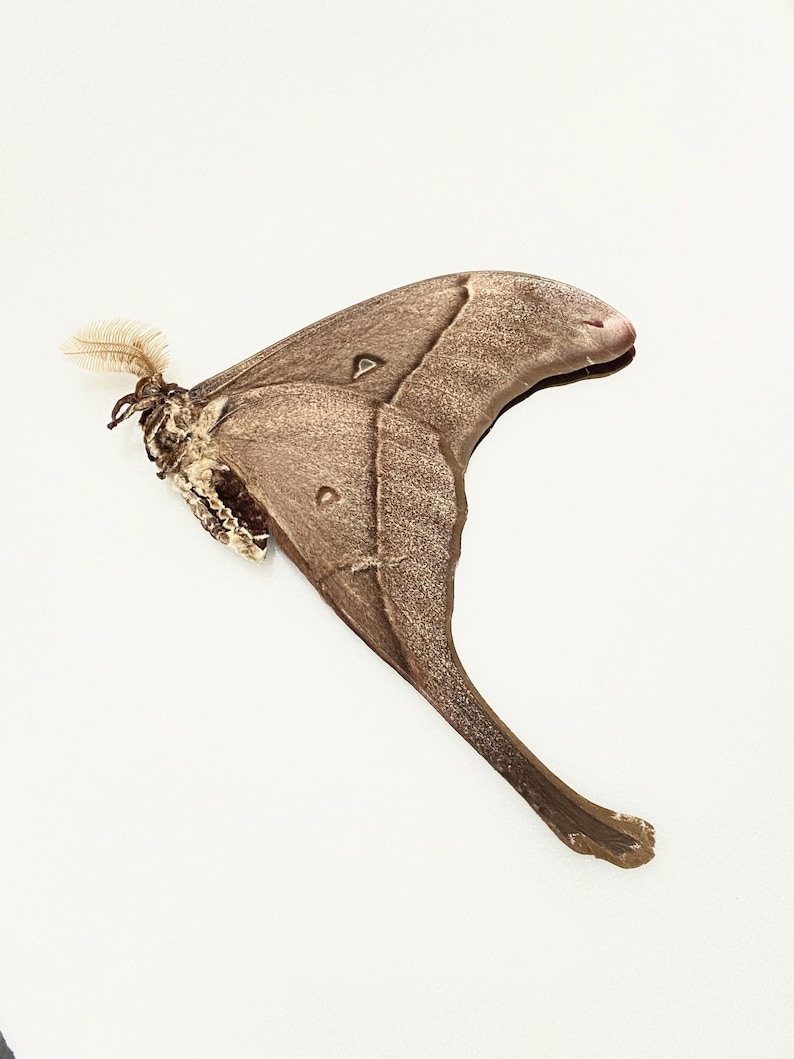 Hercules Moth. Coscinocera Hercules. Papered-folded Wings. Requiring ...