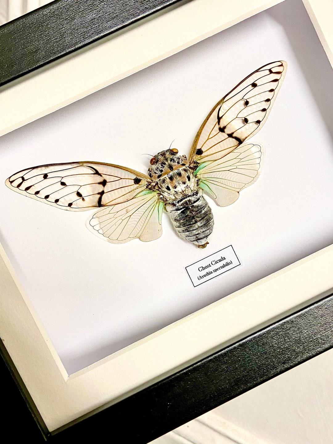 Ghost Cicada (ayuthia Spectabilis) Real Insect Specimen. Framed. - Etsy