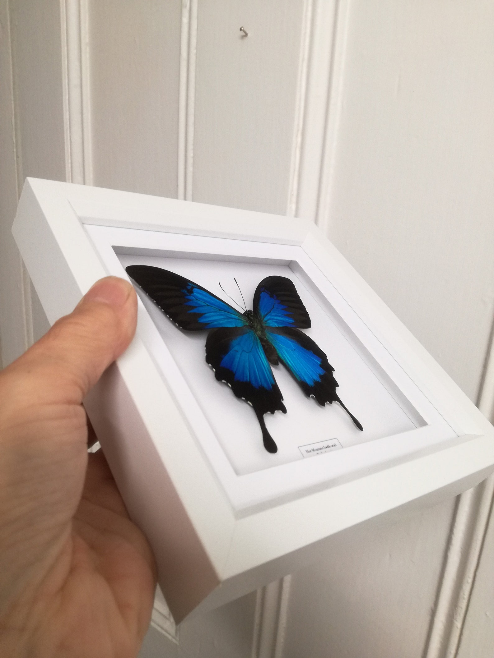 Blue Mountain Swallowtail papilio Ulysses Real Butterfly. | Etsy