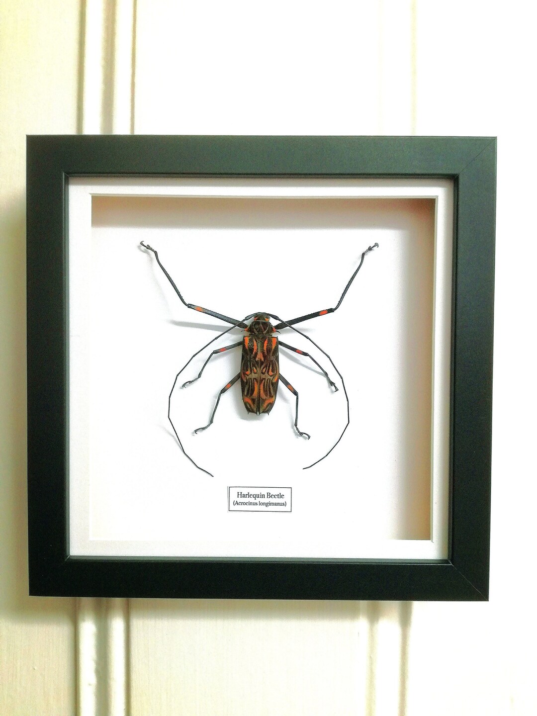 Harlequin Beetle acrocinus Longimanus Real Insect Beetle - Etsy Finland