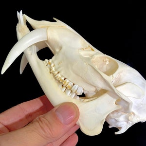 Skull. Chinese Water Deer. Skull. Real Skull. Bones. Insectsofbeauty ...