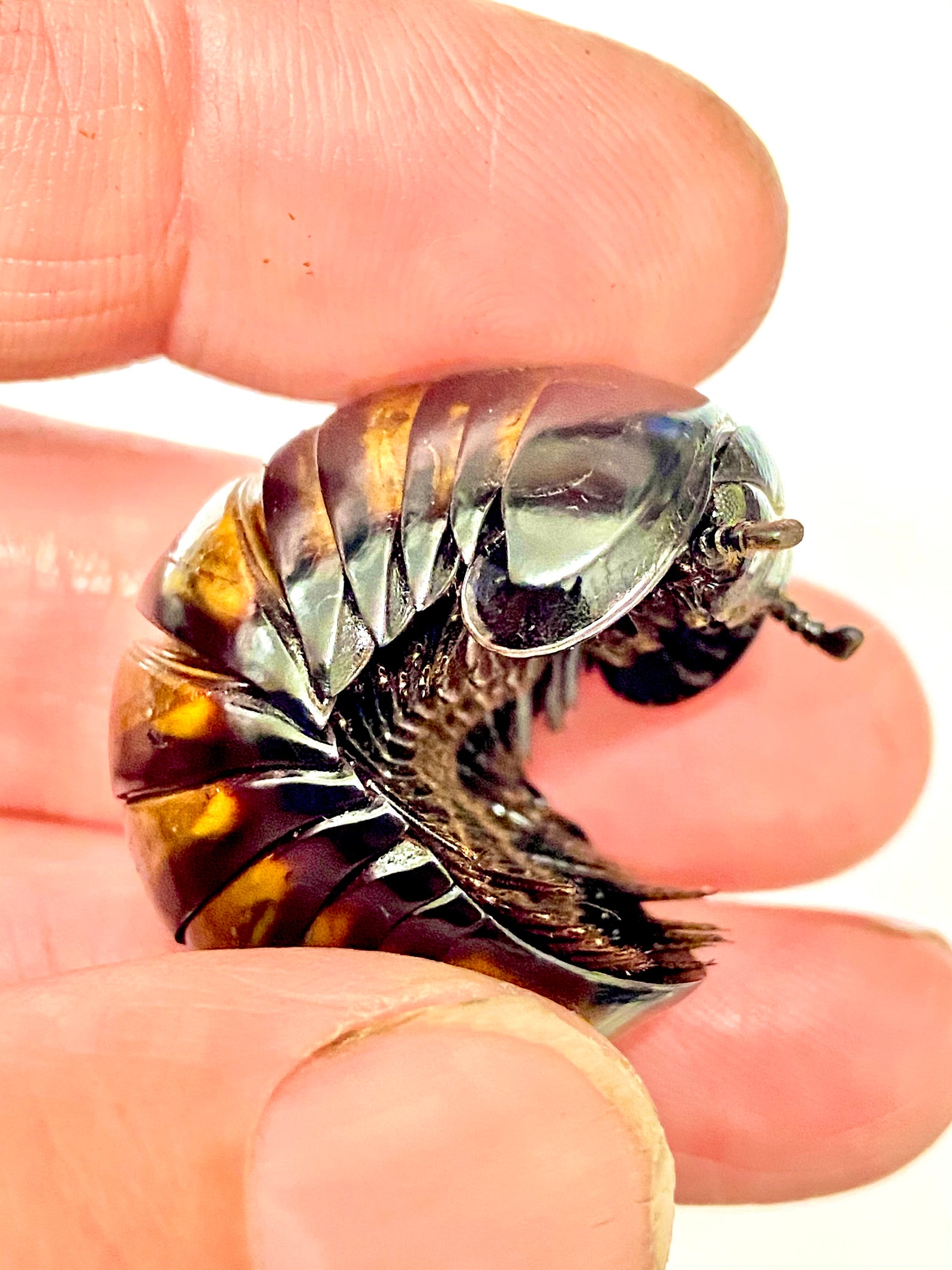 Giant Pill Bug Millipede (sphaeropoeus Sp) Huge, Real Specimen ...