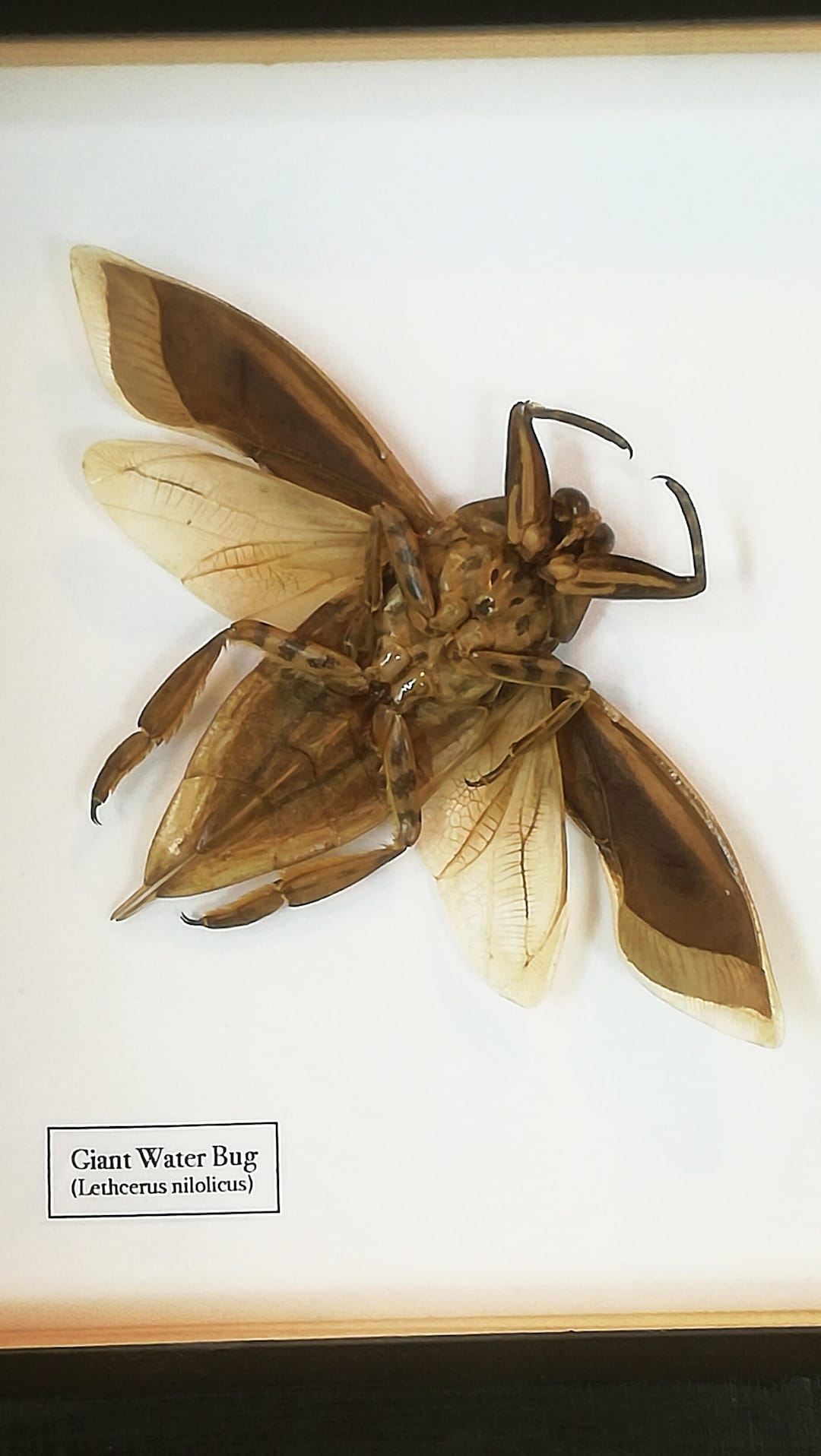 Giant Water Beetle, Real Insect, Framed, Entomology. - Etsy