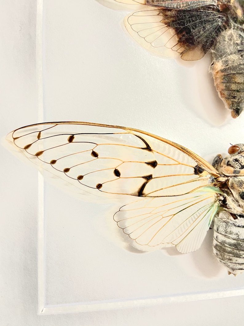 Cicada Frame. Ghost and Bat-wing. Real Framed Specimens. - Etsy