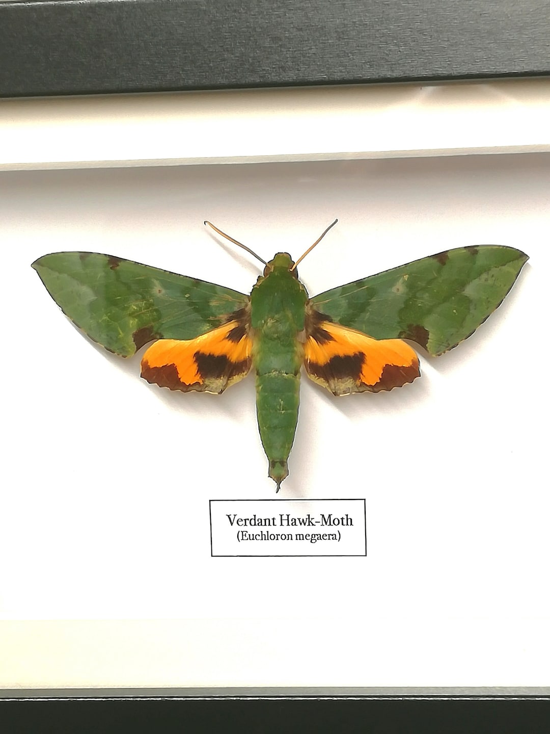 Verdant Hawk-moth euchloron Megaera Real Insect Moth - Etsy