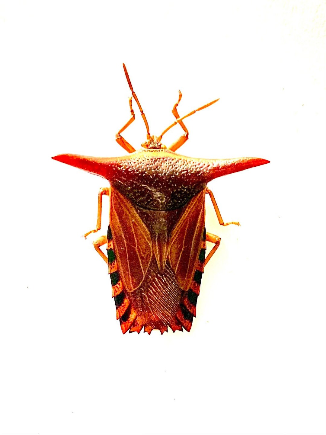 Horned Shield Bug (pygoplatys Lancifer) Real Insect. Insect Specimen ...