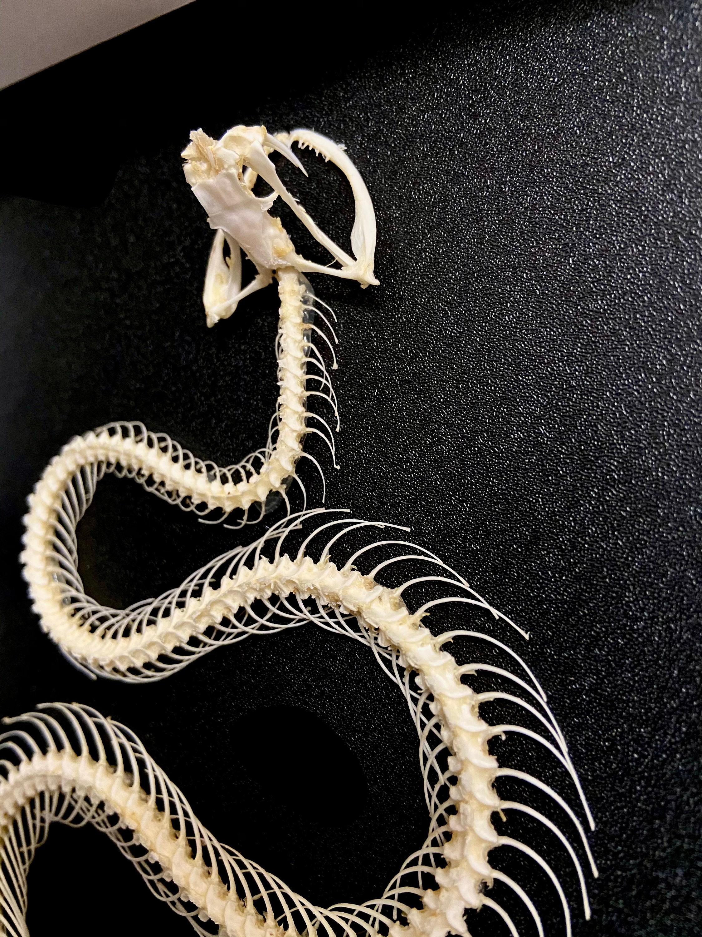 Snake Skeleton white Lipped Viper Real Specimen Framed. | Etsy UK