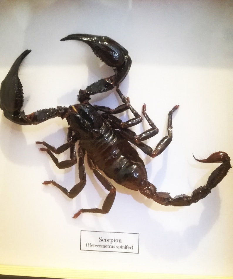 Scorpion (heterometrus Spinifer) - Etsy
