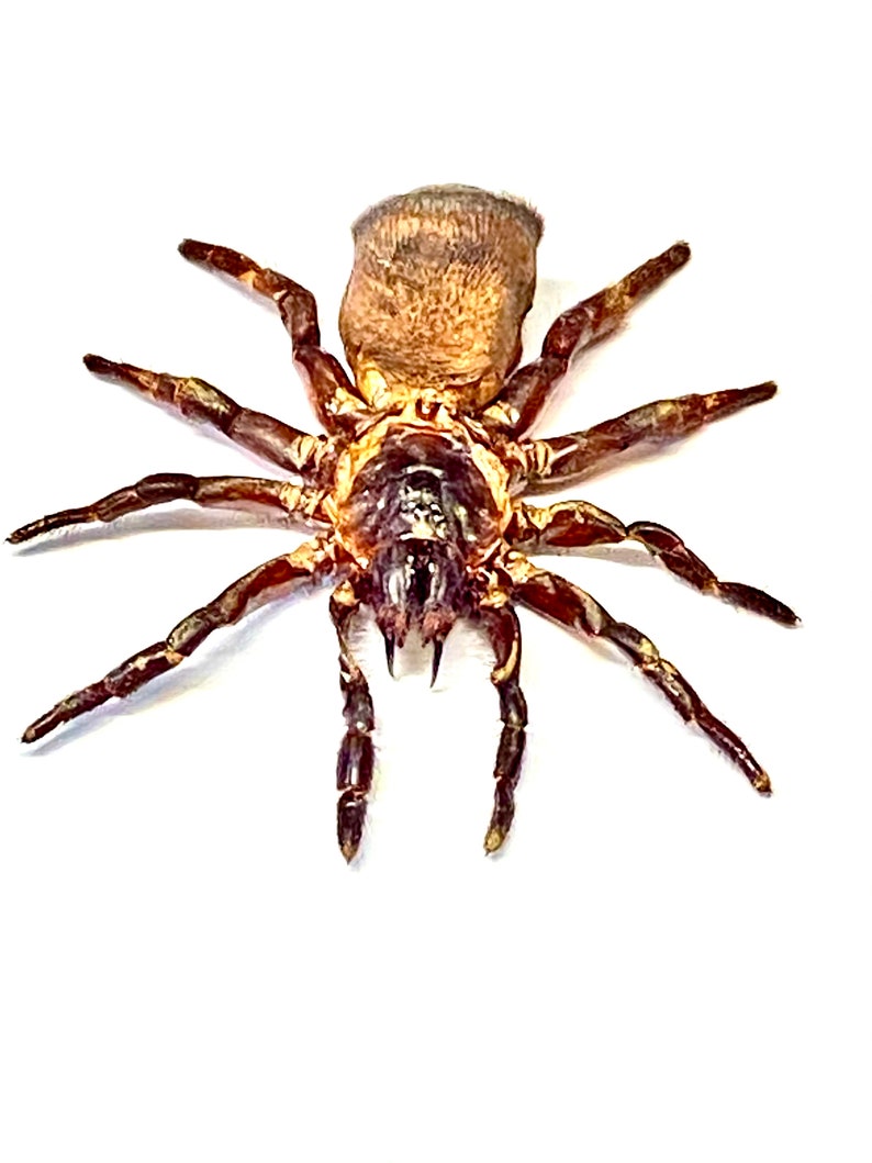 Spider. Cyclocosmia Ricketti. Real Specimen. Insect Specimen. Real ...