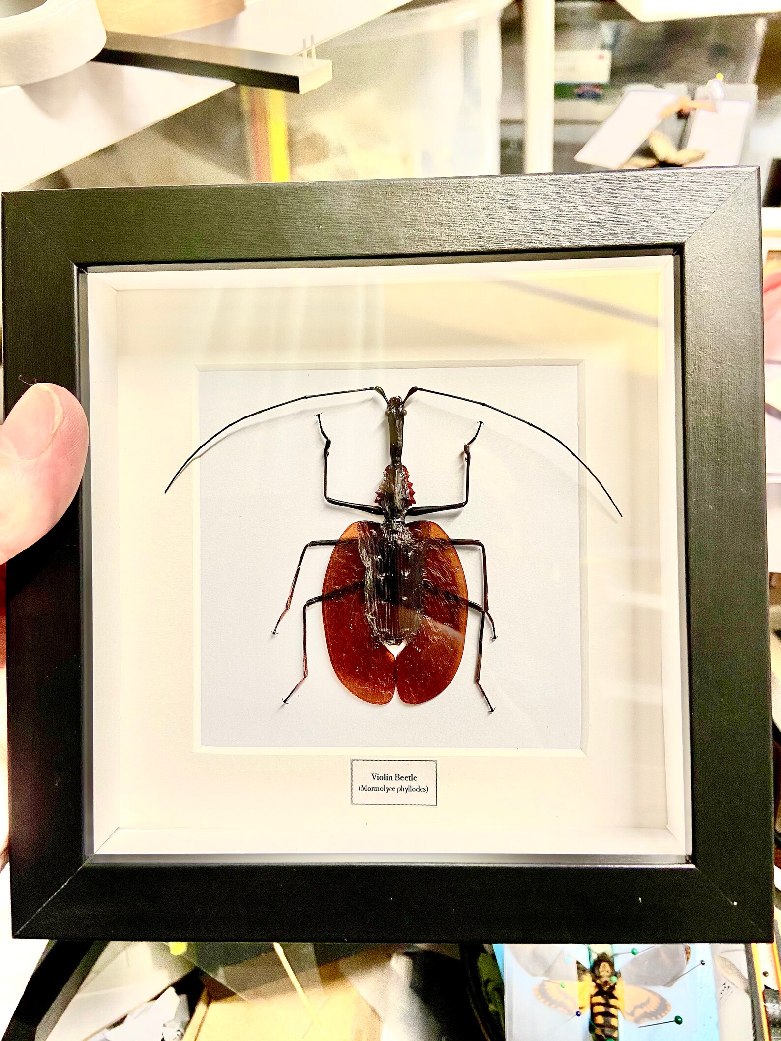 Violin Beetle mormolyce Phyllodes Real Insect Beetle Framed | Etsy UK