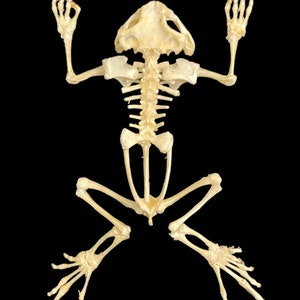 Toad Skeleton Real. (duttaphrynus Melanosticus) Skeleton Toad ...