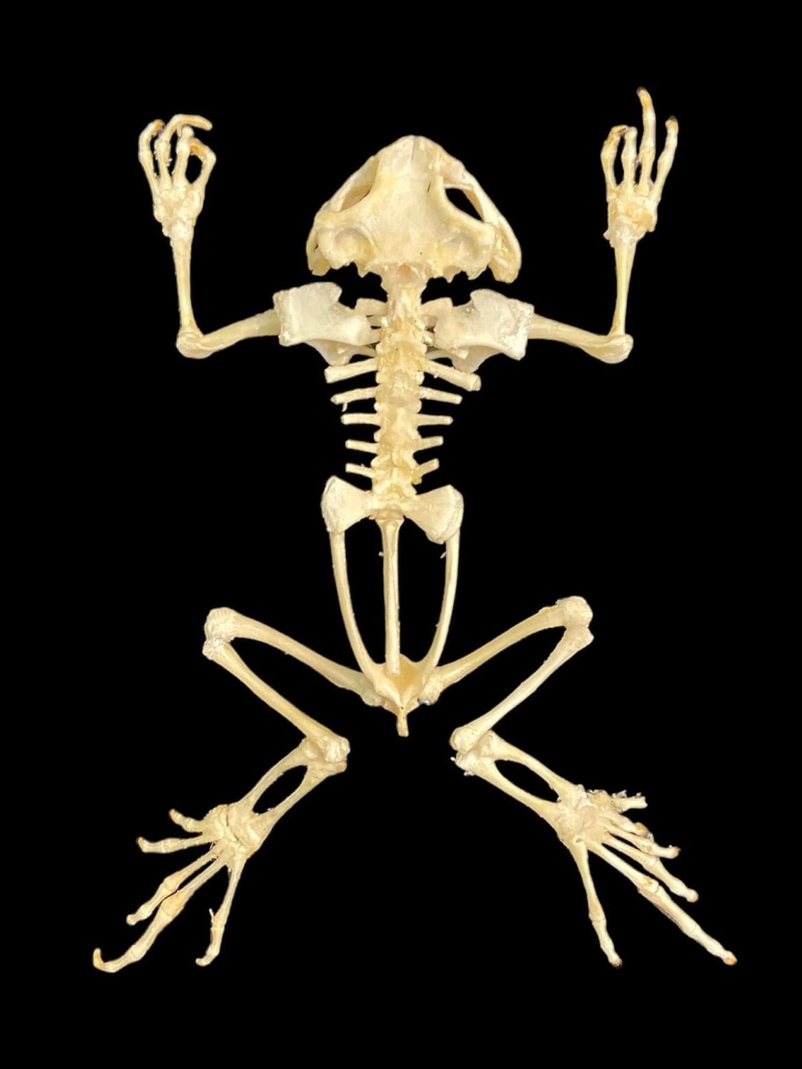 Toad Skeleton Real. (duttaphrynus Melanosticus) Skeleton Toad ...