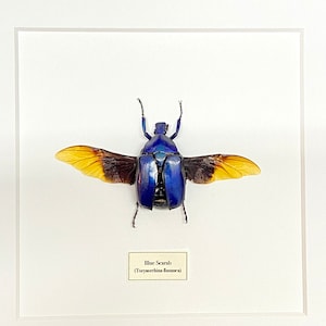 Blue Scarab Beetle. Real Insect Framed. Entomology. Blue ...