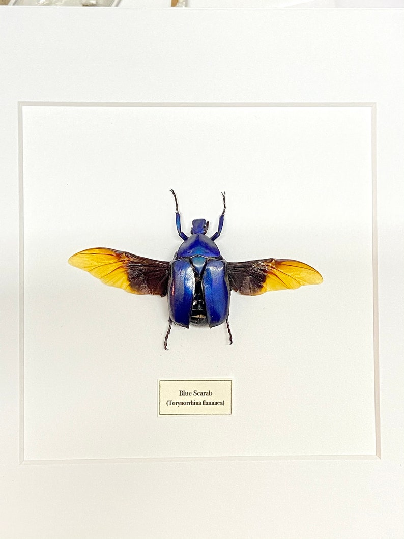 Blue Scarab Beetle. Real Insect Framed. Entomology. Blue ...