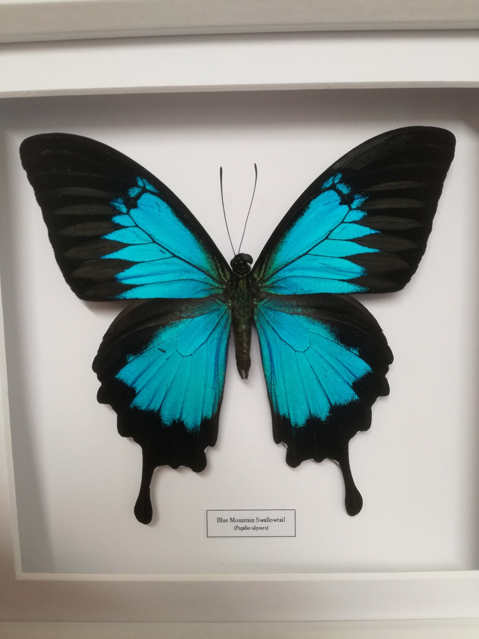 Blue Mountain Swallowtail papilio Ulysses Real Butterfly. | Etsy