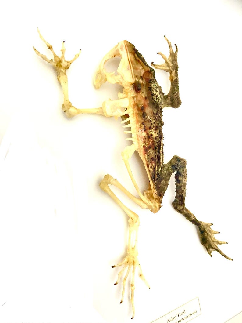 Toad Half Skeleton Frame. Toad.frog. Oddity. Goth.insectsofbeauty ...