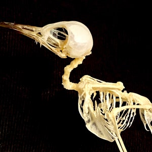 Skeleton Songbird (prinia) Real Skeleton. Bones. Bird. Anatomy ...