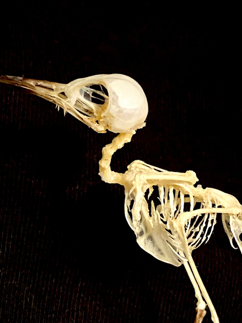 Skeleton Songbird (prinia) Real Skeleton. Bones. Bird. Anatomy ...