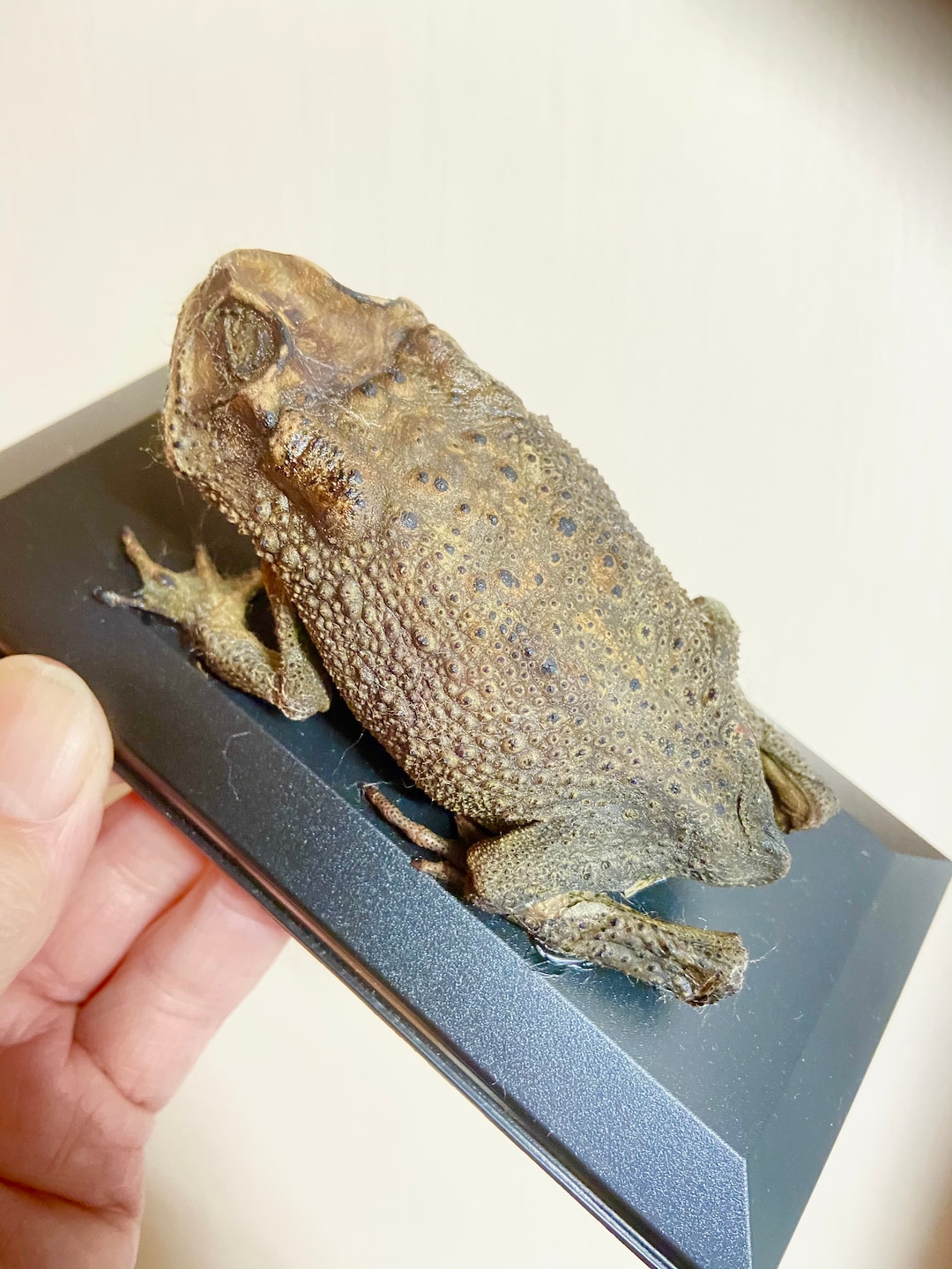 Toad (asian) Real Preserved Specimen in Display Case. Toad. Frog ...